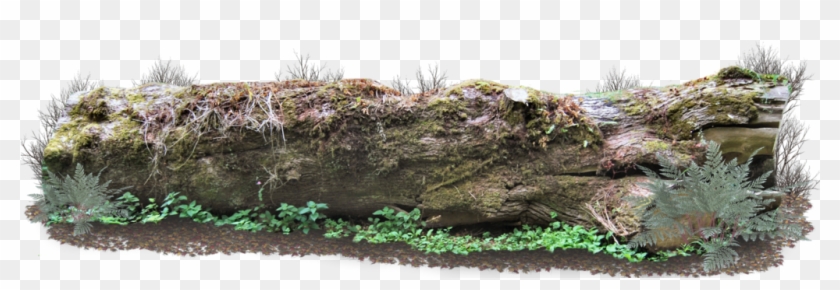 Tree Log Png - Wood, Transparent Png - 1024x314(#344582) - PngFind
