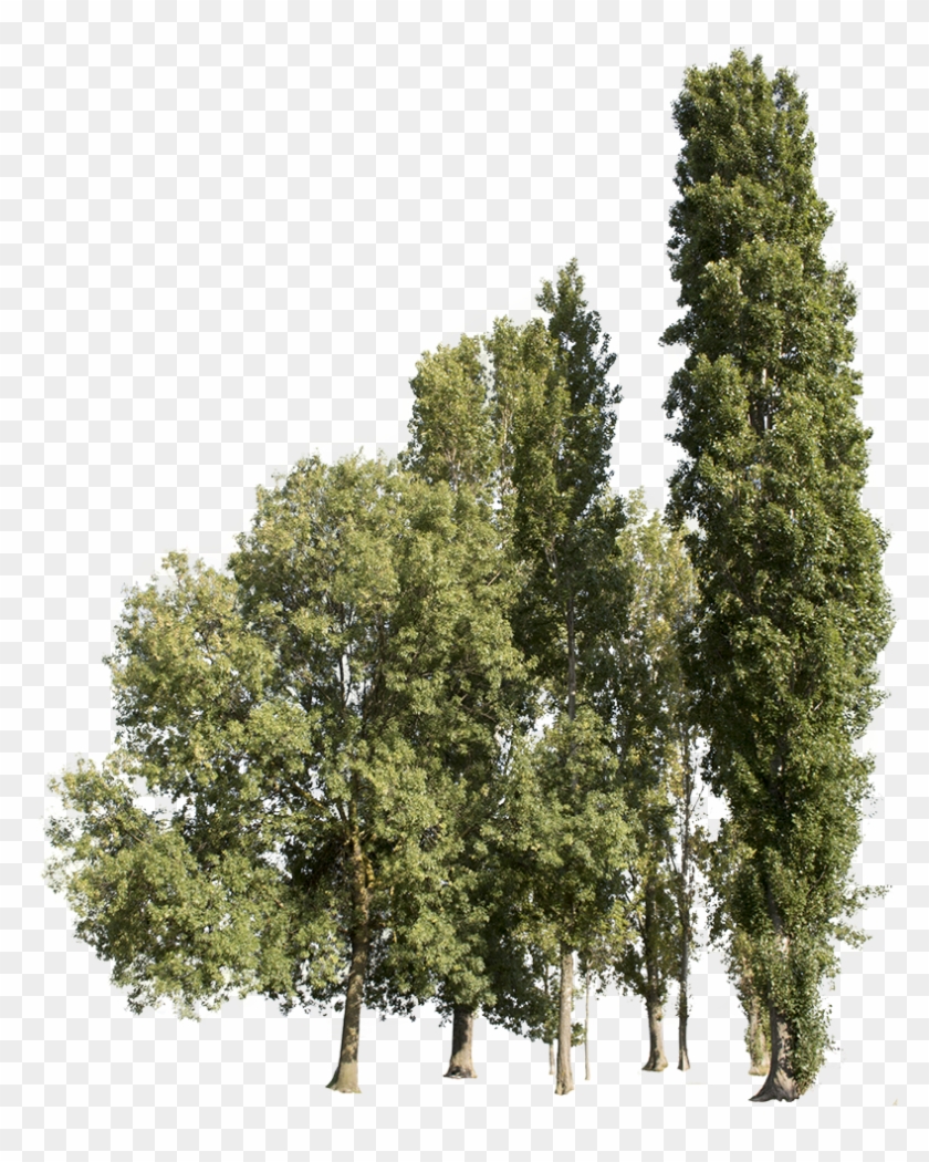 Transparent Group Trees , Png Download - Bunch Of Tree Cutout, Png ...