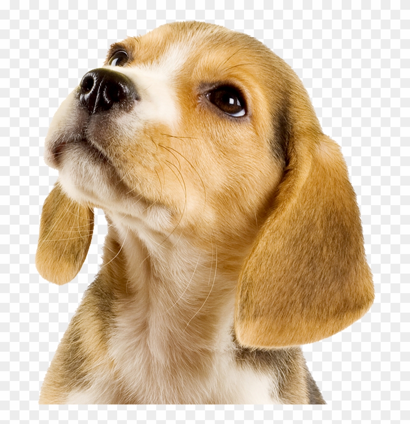 Perrito - Puppies And Rainbows, HD Png Download - 709x794(#3419542 ...