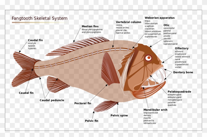 Angler Fish Diagram - Deep Sea Fish Anatomy, HD Png Download - 1280x788 ... Angler Fish Diagram - Deep Sea Fish Anatomy, HD Png Download - 1280x788 ...