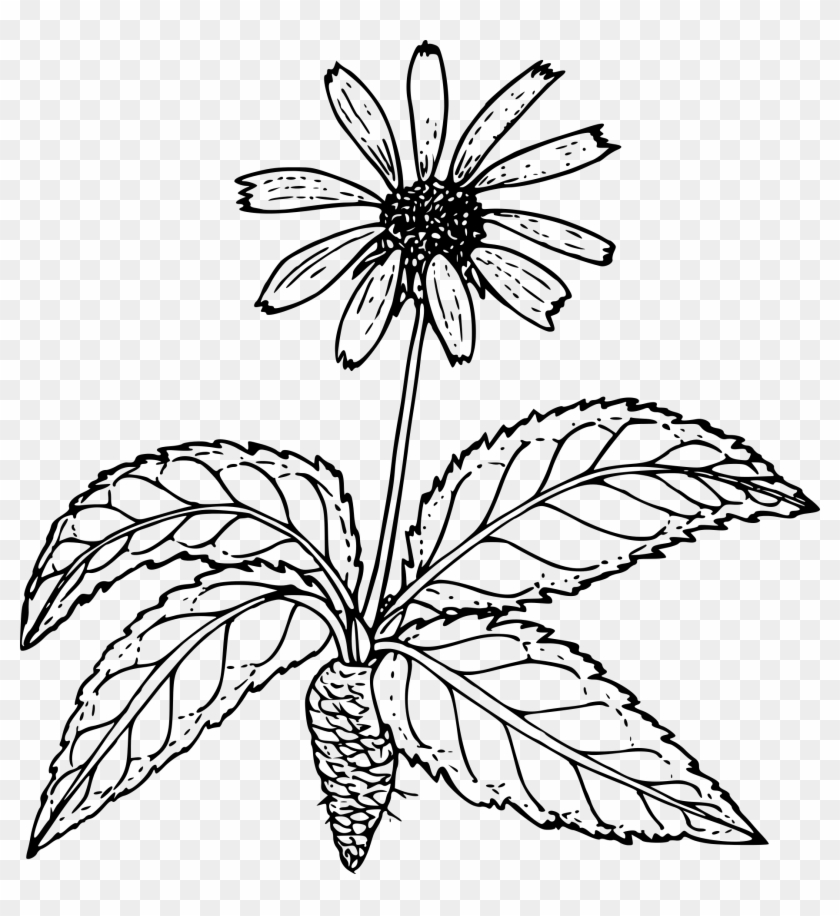 Outline Drawing Of A Wild Flower With Root Free Image - Outline ...