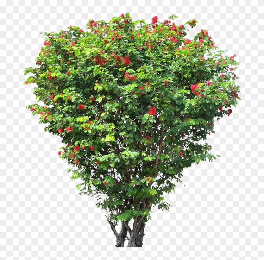 Shrub Png, Transparent Png - 640x692(#355594) - PngFind