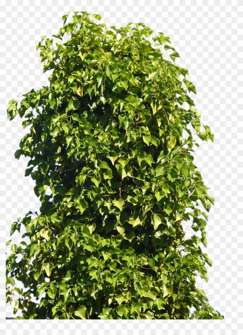 Shrubs Png, Transparent Png - 1280x1707(#356256) - PngFind