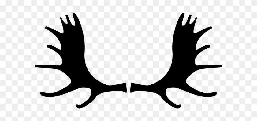 Moose Antlers