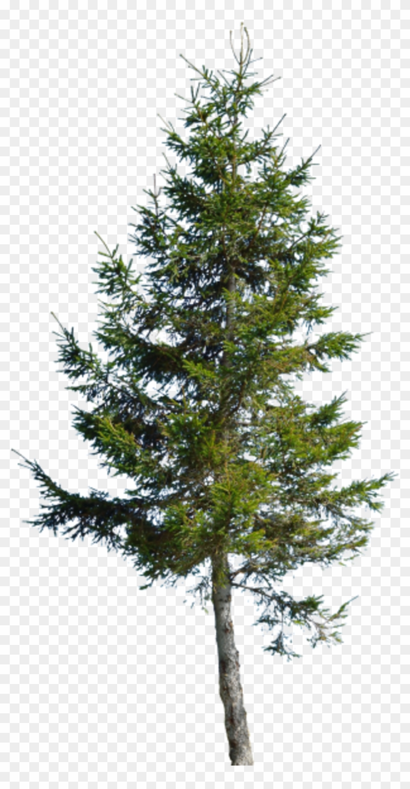 Backdrop Conifer Large - Red Pine, HD Png Download - 900x1561(#3505949 ...