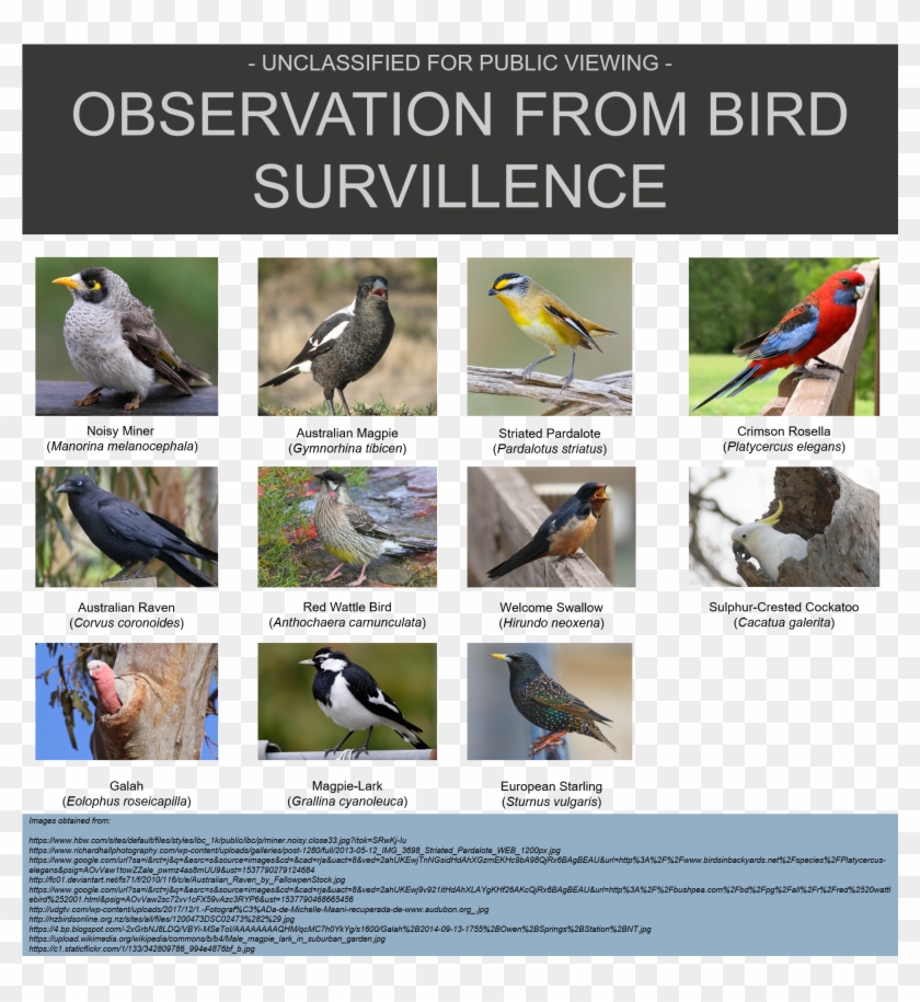 Birds - Drug Abuse Resistance Education, HD Png Download - 2011x2095 ...