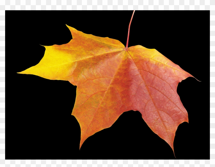 Maple Leaf, HD Png Download - 1600x1164(#3546839) - PngFind