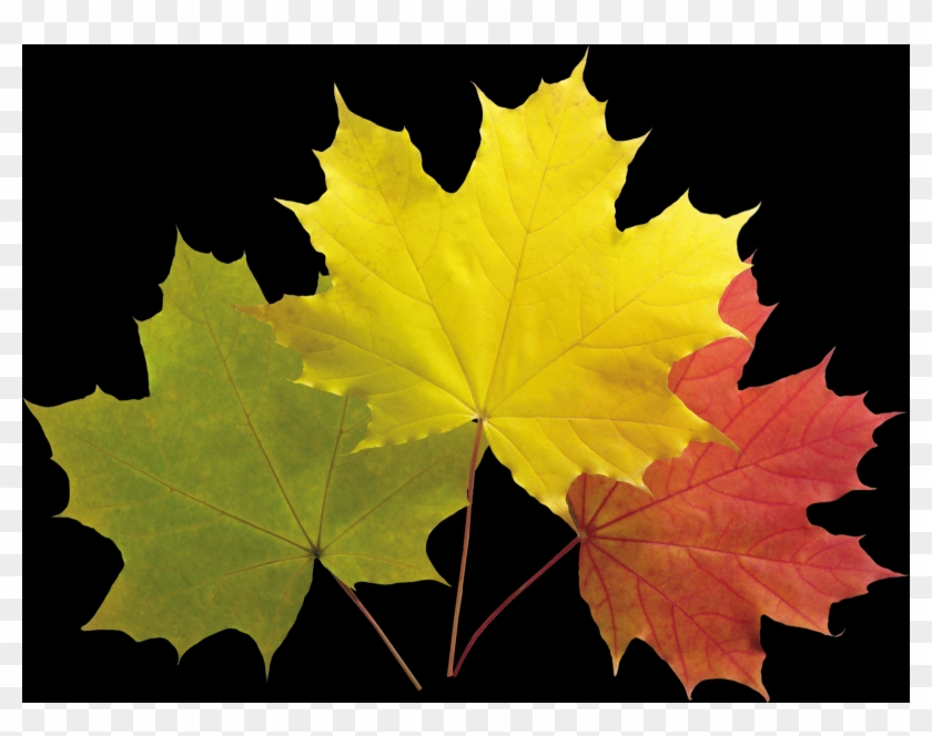 Maple Leaf, HD Png Download - 1600x1189(#3546871) - PngFind