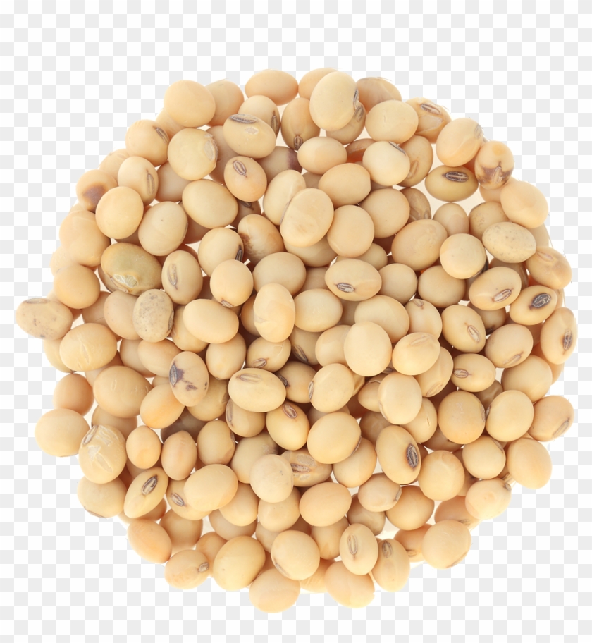 Soybean Png - Dry Soya Bean, Transparent Png - 1019x1052(#3548043 ...