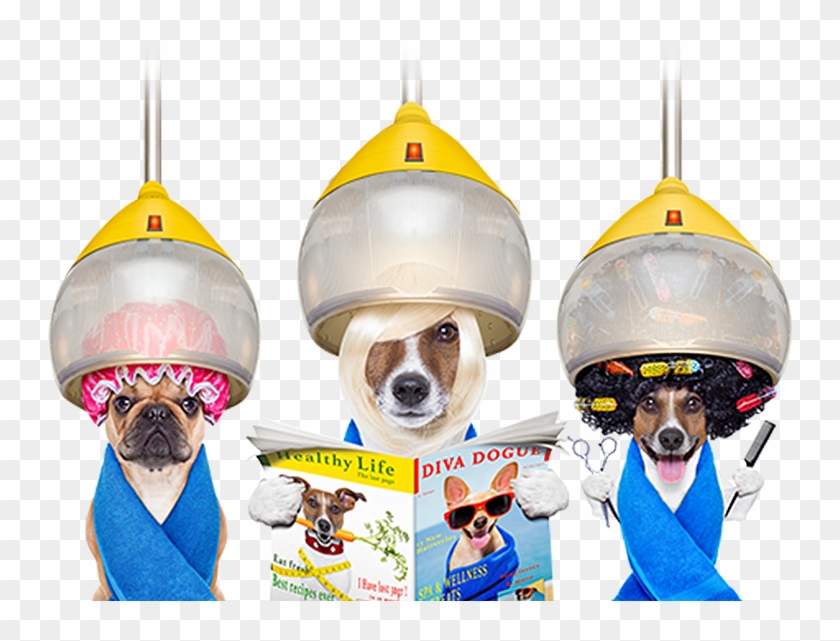 Check Out Our Range Of Dog Grooming Treatments - Cat And Dog Spa, HD ... Check Out Our Range Of Dog Grooming Treatments - Cat And Dog Spa, HD ...