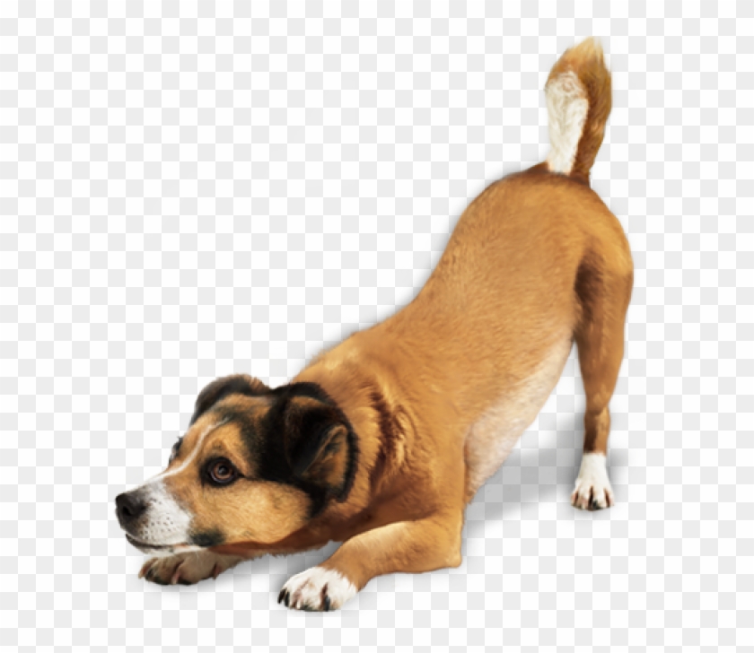 Ready For Jump Dog Png - Dog Png, Transparent Png - 600x648(#3570165 ...