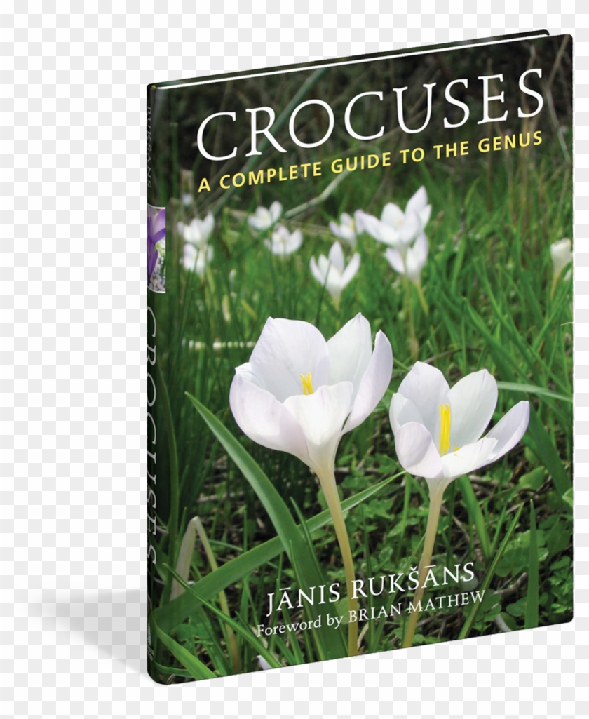 Snow Crocus, HD Png Download - 1500x1725(#3599902) - PngFind