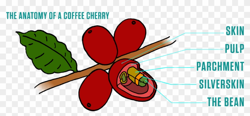 Coffee Cherry Anatomy - Anatomy Of A Coffee Shrub, HD Png Download ...