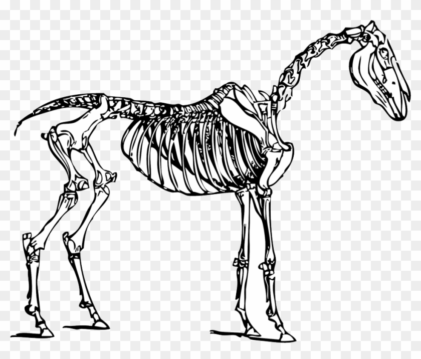 Cartoon - Horse Skeleton Clipart, HD Png Download - 940x757(#3647337 ...