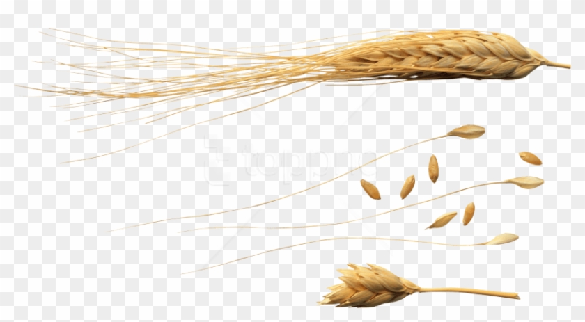 Free Png Wheat Png Images Transparent - 1 Grão De Trigo Png, Png ...