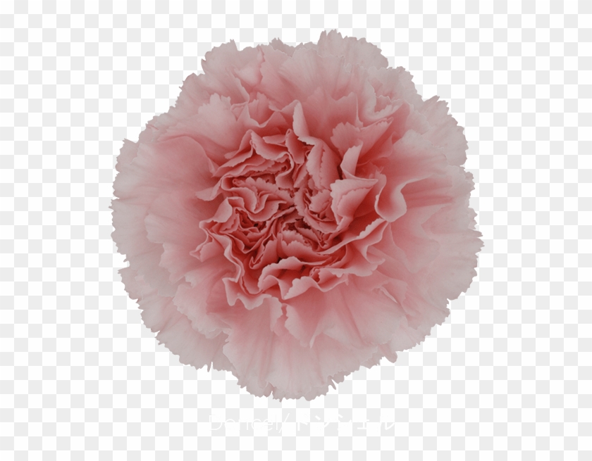 Colibri Flowers Carnation Doncel, Grower Of Carnations, - Oeillet Fleur ...