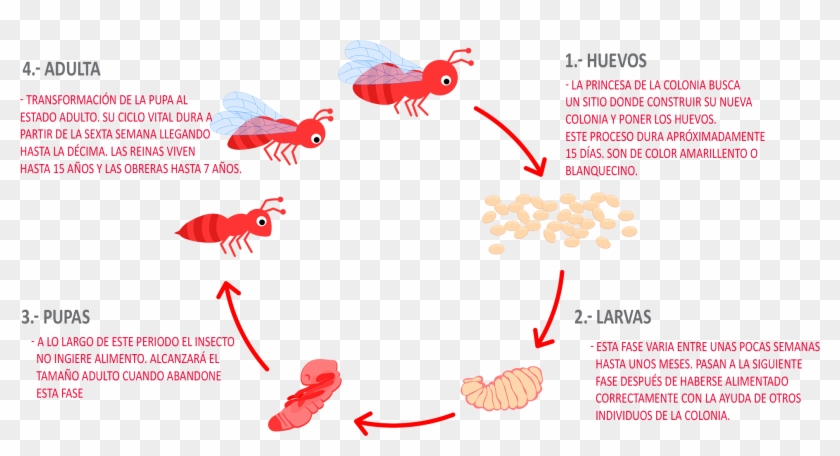 Ciclo Vital De Las Hormigas - Cartoon, HD Png Download - 2100x1000 ...