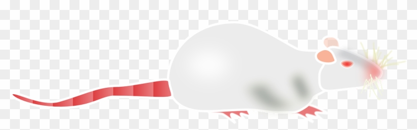 Albino Rat Mouse - Albino Rat Png, Transparent Png - 1280x640(#3694204 ...