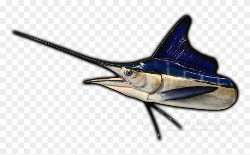 White Marlin Fish Mount - Long Nose Gar, HD Png Download - 800x462 ...