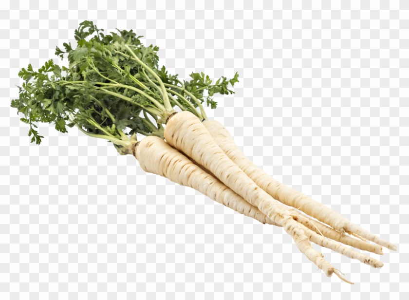 Daikon, HD Png Download - 1200x833(#3705554) - PngFind