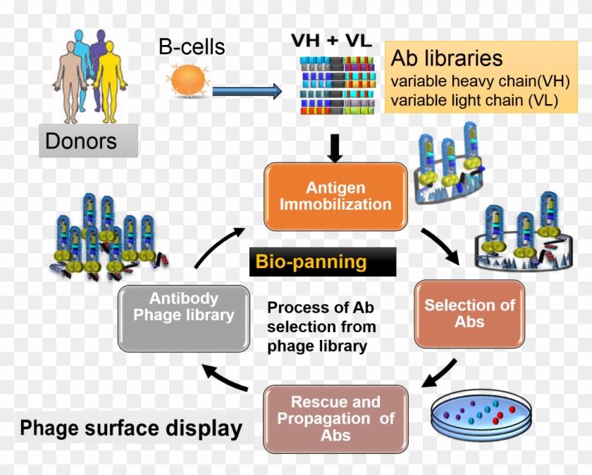 Overview Of Antibody Library Production And Selections - Phage Display ...