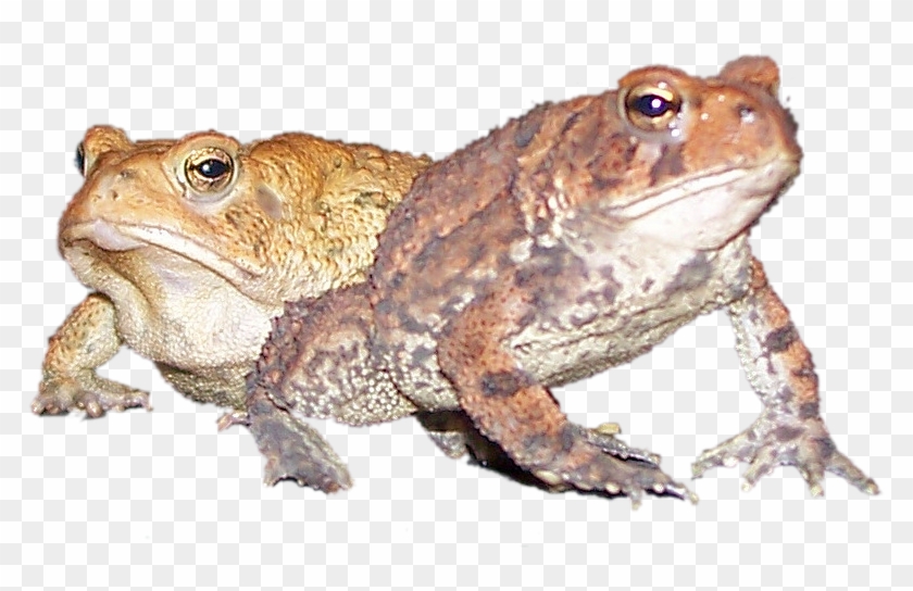 Image - Eastern Spadefoot, HD Png Download - 827x489(#3737041) - PngFind