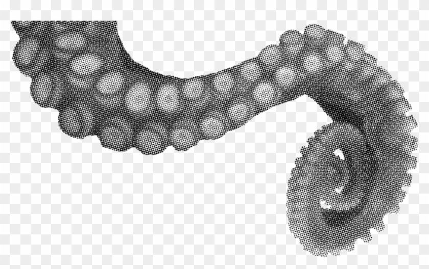 Octopus Arm Png, Transparent Png - 1600x727(#3751199) - PngFind
