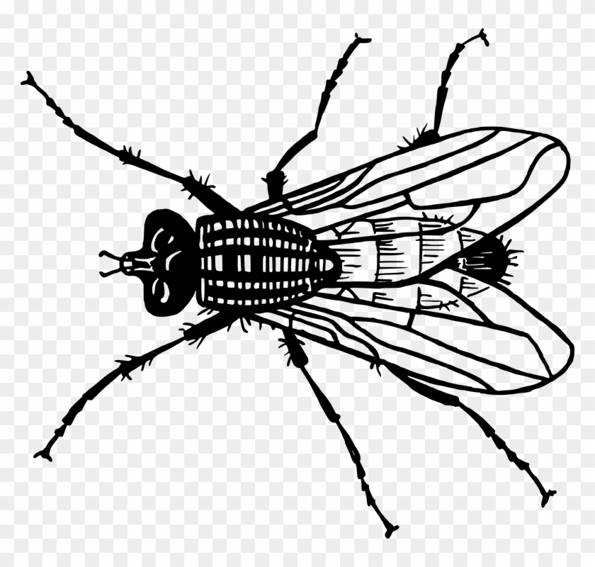 Fly Insect Drawing, HD Png Download - 782x720(#3766991) - PngFind