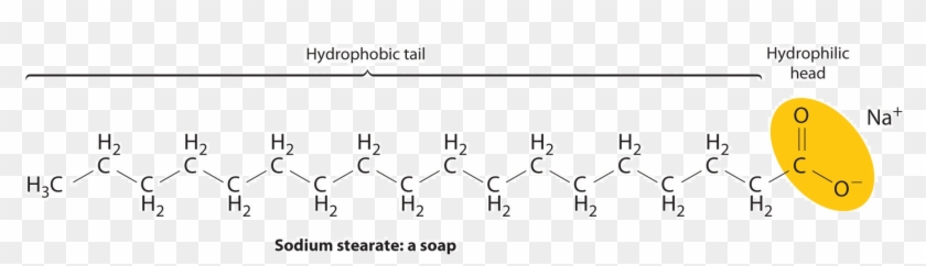 Which Part Of The Soap Molecule Is Hydrophobic