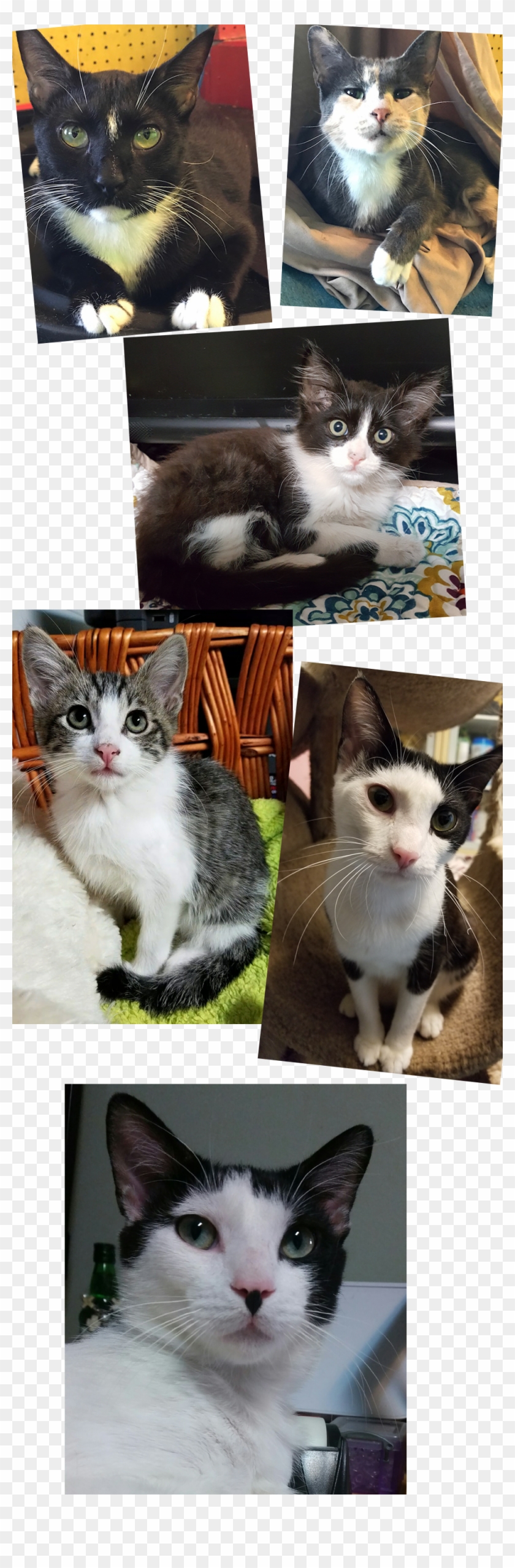 Domestic Short-haired Cat, HD Png Download - 1000x3000(#3792827) - PngFind Domestic Short-haired Cat, HD Png Download - 1000x3000(#3792827) - PngFind