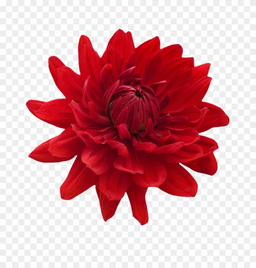 Flower Mala Png, Transparent Png - 1000x1000(#386036) - PngFind