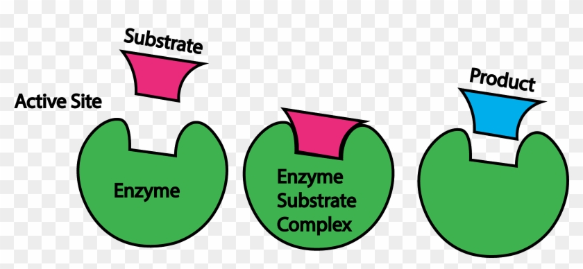 Enzymes, HD Png Download - 1600x674(#3828834) - PngFind