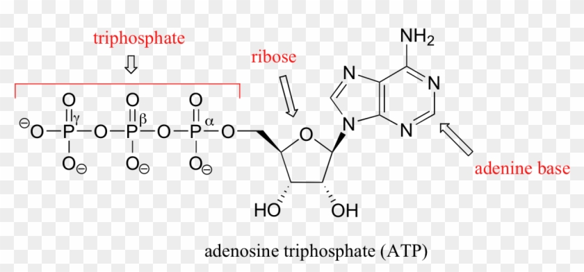 Atp Molecule Animation