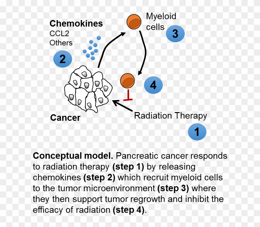 Penn Researchers Help Unravel Mysteries Of Pancreatic - Ccr2 Inhibitor ...