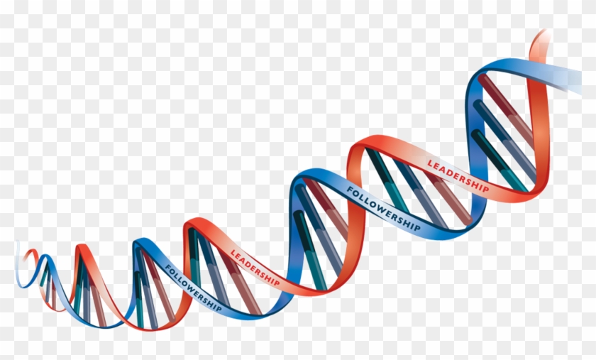 Dna Png Transparent - Dna Strand No Background, Png Download - 800x427 ...