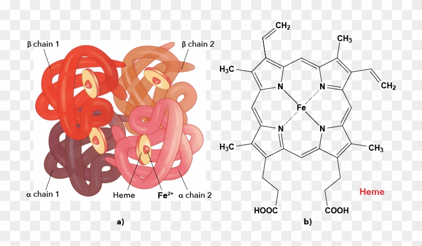 Structure Of Hemoglobin