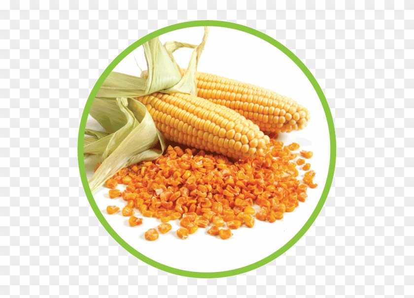 Corn In Circle, HD Png Download - 562x562(#3935300) - PngFind