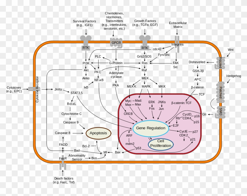 Pharmacological Properties Of Ginkgo Extract - C Myc Signaling Pathway ...