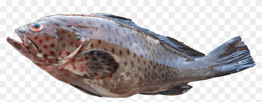 Grouper - Scorpionfish, HD Png Download - 1080x718(#3956505) - PngFind