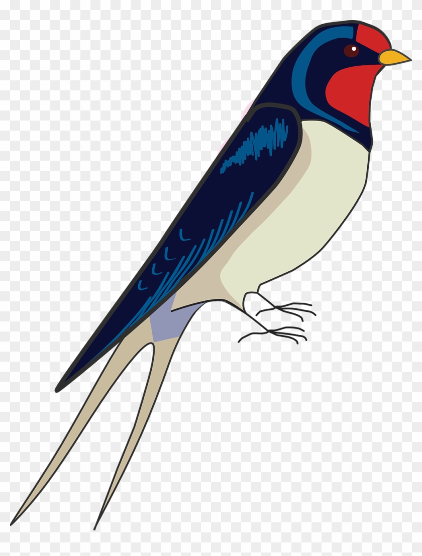 How To Draw A Bird Step By Step - Easy Drawing Of Swallow, HD Png ...