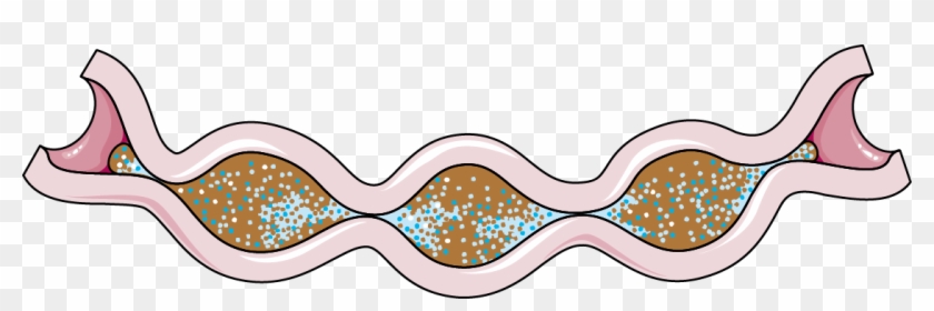 Intestine Segmentation, HD Png Download - 1120x321(#3990851) - PngFind