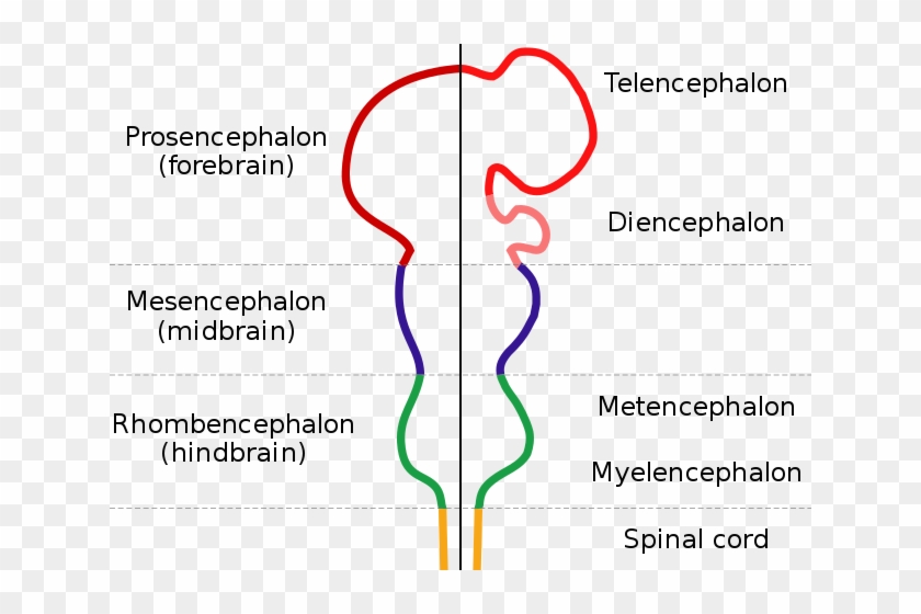 Forebrain Midbrain Hindbrain, HD Png Download - 640x480(#3993271) - PngFind