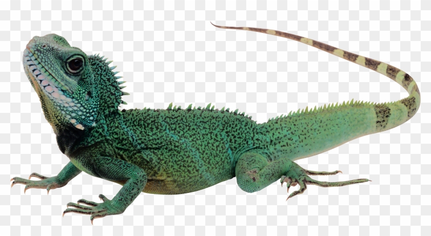 Lizard Png, Transparent Png - 3026x1515(#41221) - PngFind