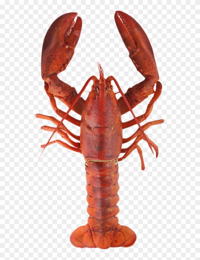 Lobster Top - Red Lobster - Full Body Seafood Art, HD Png Download ...