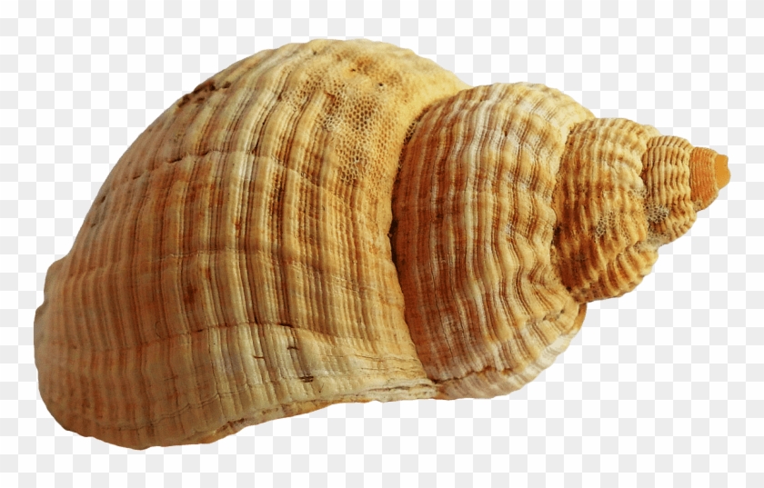 Free Png Shell Png Images Transparent - Transparent Background Seashell ...