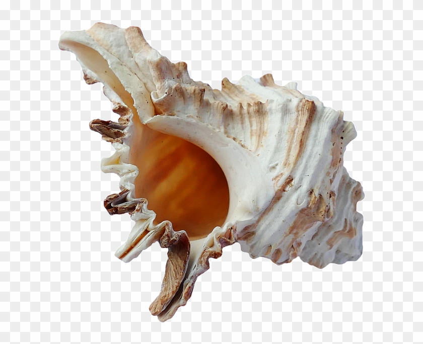 Moana Shell Png, Transparent Png - 960x640(#46966) - PngFind