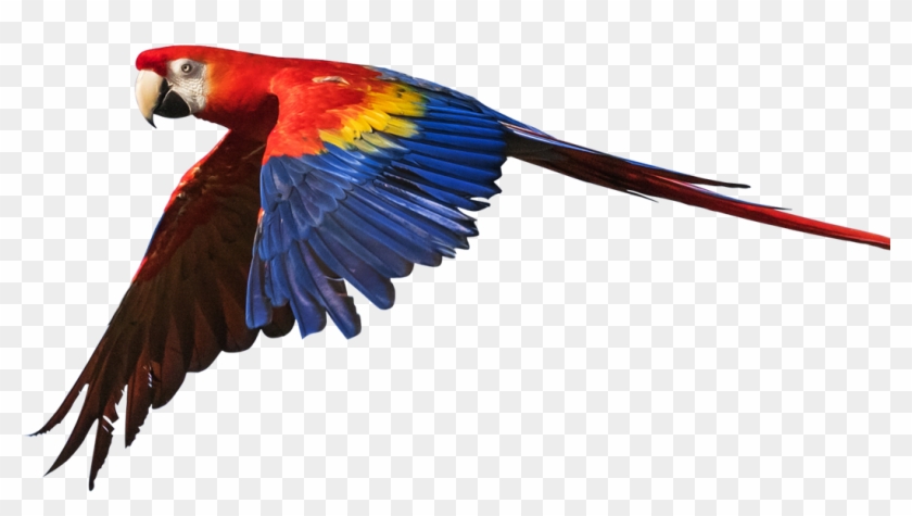 Macaw, HD Png Download - 1048x543(#4008594) - PngFind