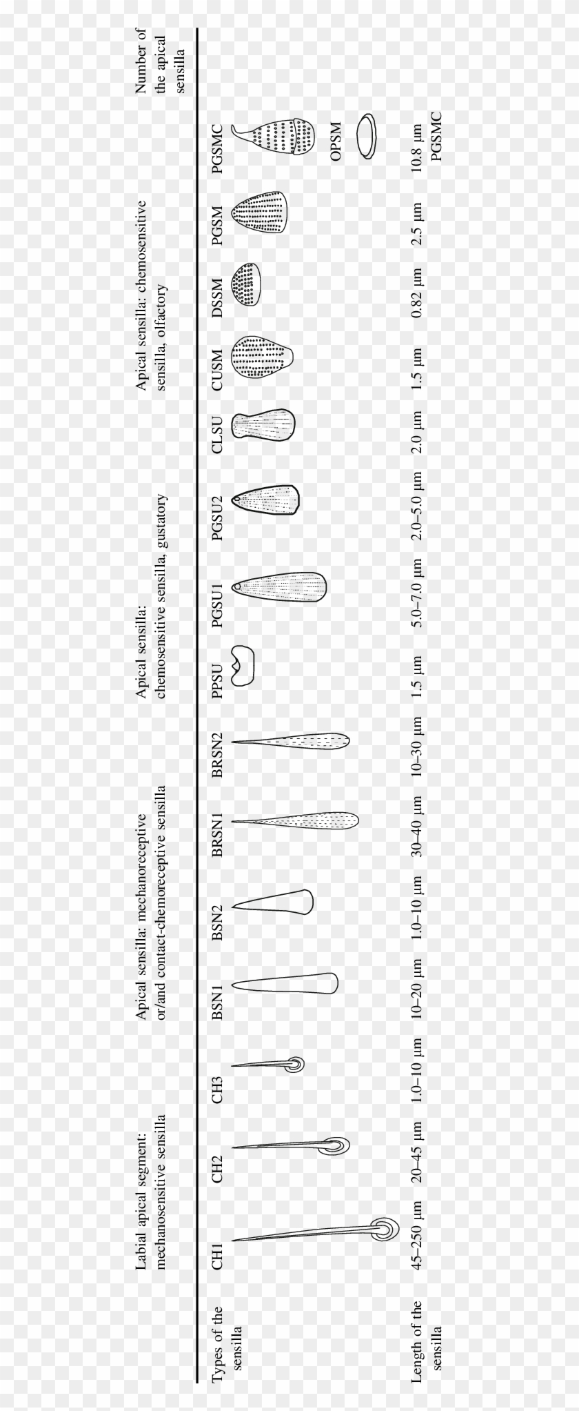 Type Number And Length Of Sensilla Chaetica And Sensilla Black and type-number-and-length-of-sensilla-chaetica-and-sensilla-black-and