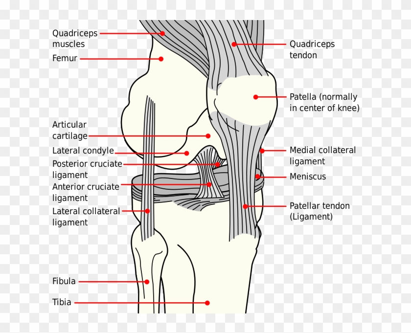 Knee Connective Tissue Knee Connective Tissue