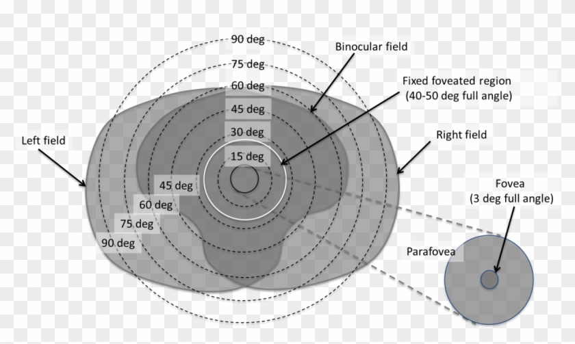Knowledge Of Human Binocular Vision Can Be Used To - Circle, HD Png ...